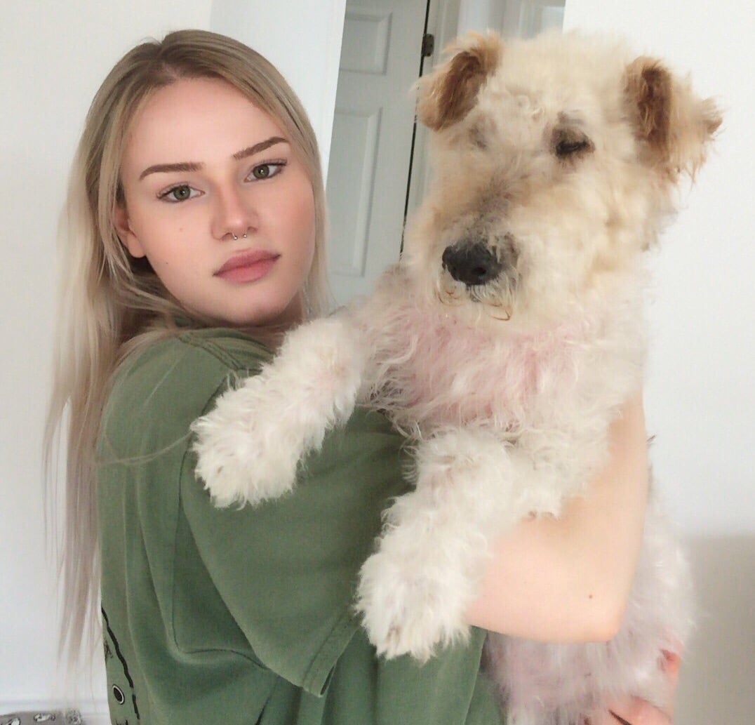 Les meilleurs trucs pour que votre chien arrête de japper - Notion Canine